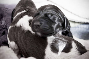 Fødsel/kejsersnit | Årslev Dyreklinik